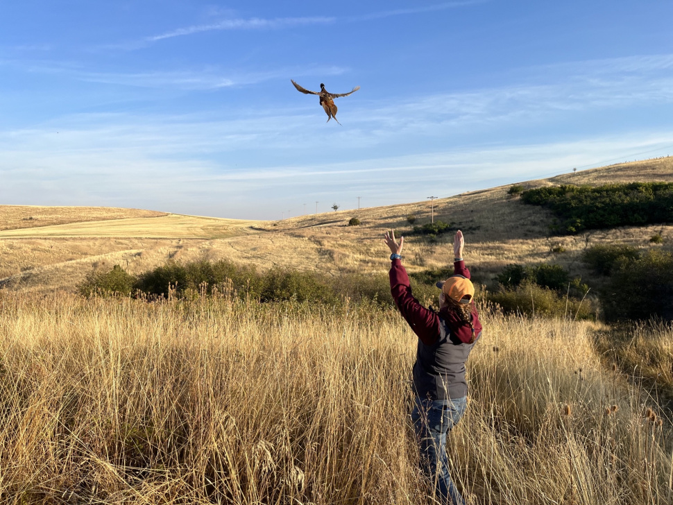 Clearwater Pheasant Stocking & Access Yes!: What to Know Before You Go ...
