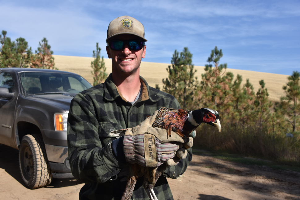 Clearwater Pheasant Stocking & Access Yes!: What to Know Before You Go ...