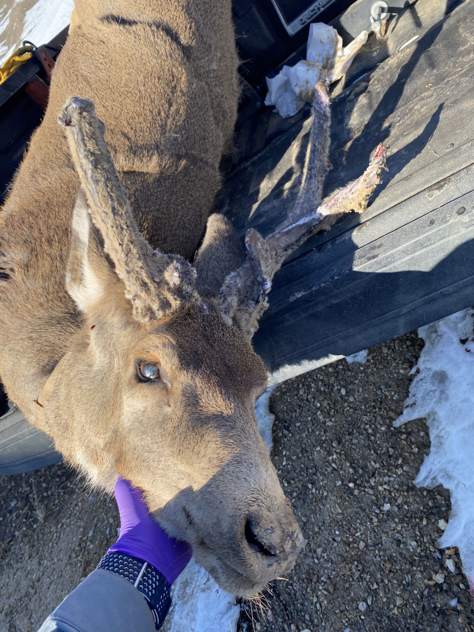 F&G seeking information about mule deer illegally killed in Boise ...