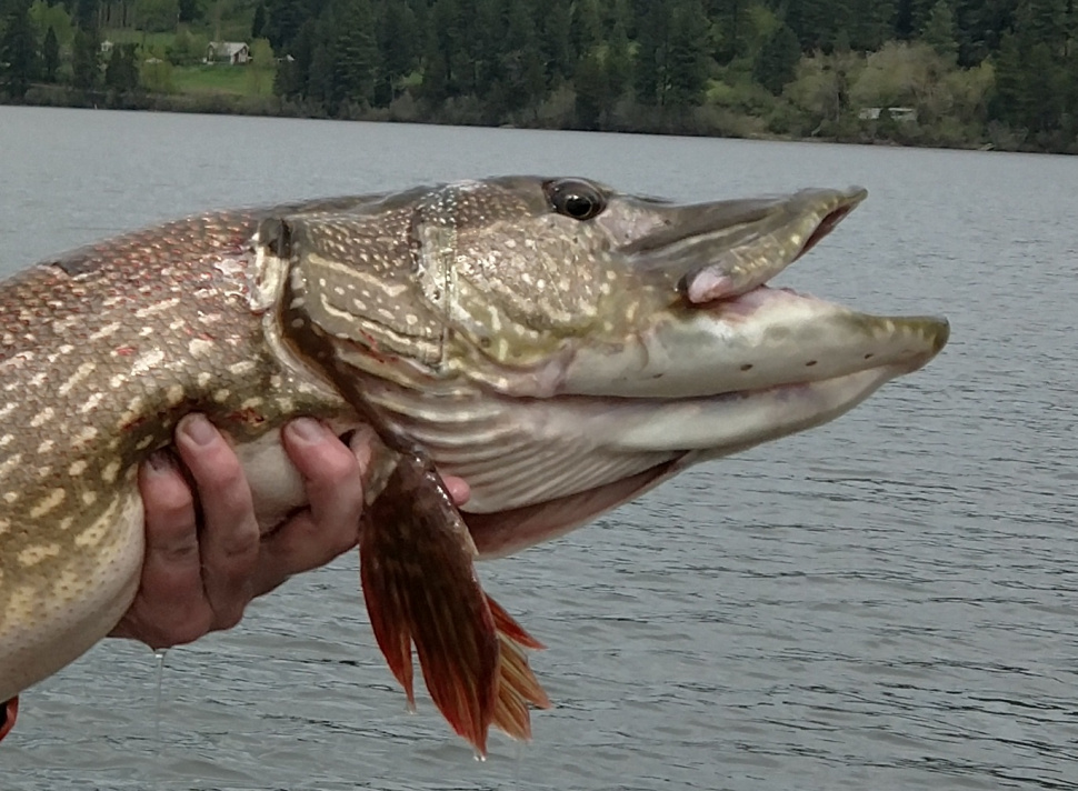 Pike removal to continue in sections of Lake Coeur d’Alene | Idaho Fish ...