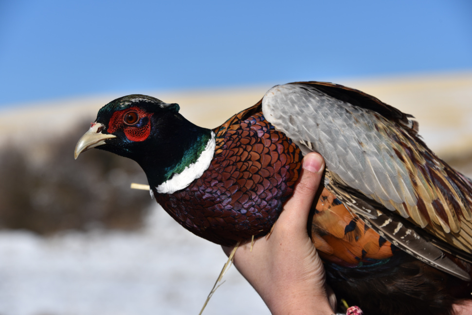 Gearing up for fall pheasant stocking in the Clearwater | Idaho Fish ...