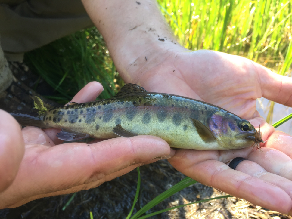 Southwest Idaho's mountain lakes provide anglers with opportunities to ...