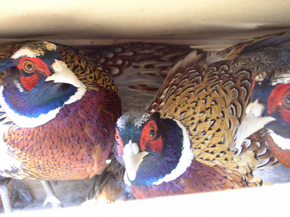 Fall into fun with the youth pheasant opener Oct 5 through Oct 11 ...