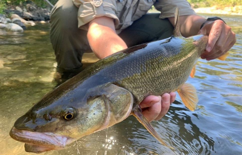 What is this fish? Identifying some of the lesser-known species anglers ...