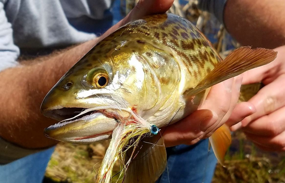 Tiger Trout, an exciting new fishery at Deer Creek Reservoir | Idaho Fish and Game