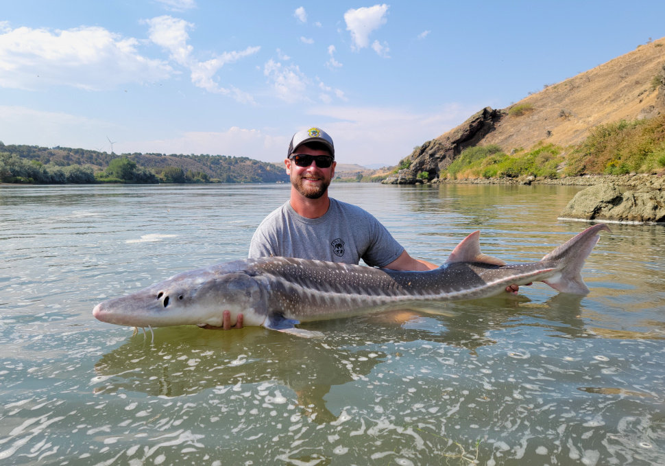 Studying Idaho’s white sturgeon fishery in the upper Snake River ...