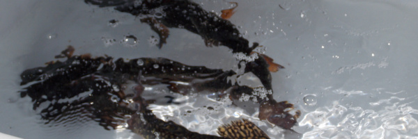 Idaho Fish and Game | Idaho Fish and Game