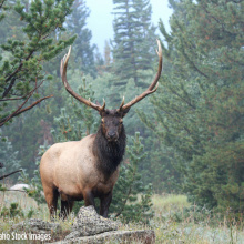 Elk hunting | Idaho Fish and Game