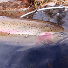 Steelhead Fishing | Idaho Fish and Game