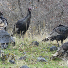 Upland Game, Furbearer and Turkey Seasons and Rules | Idaho Fish and Game