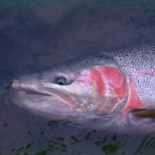 Steelhead Fishing | Idaho Fish and Game
